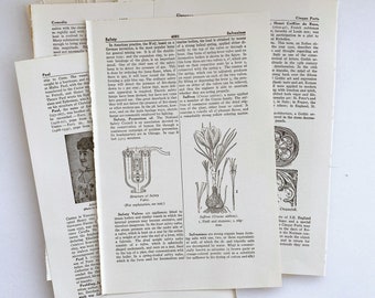Antique Illustrated Dictionary Pages Antique Pages for Paper | Etsy