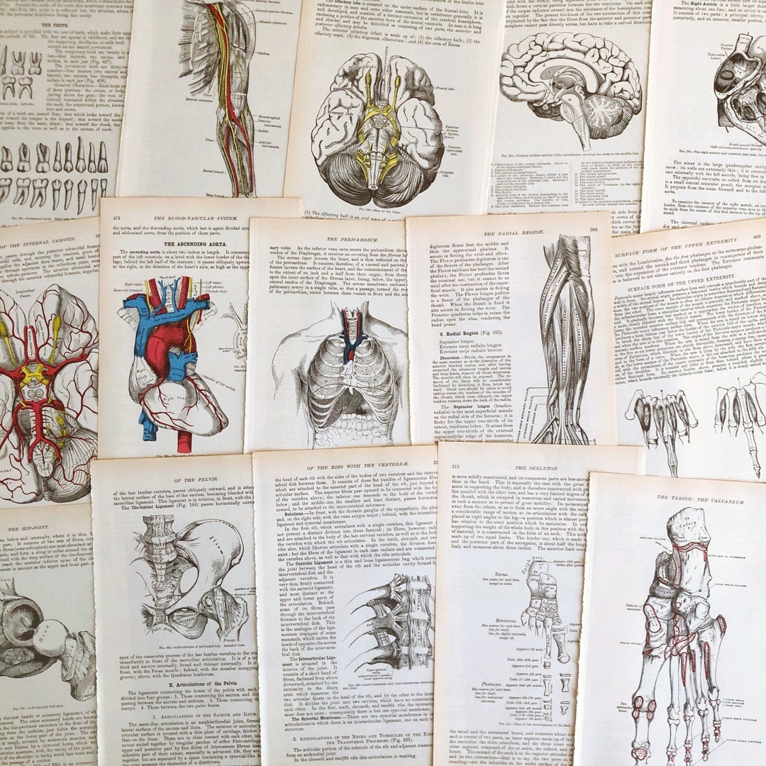Vintage Medical Illustrations, Vintage Gray’s Anatomy Illustrations ...