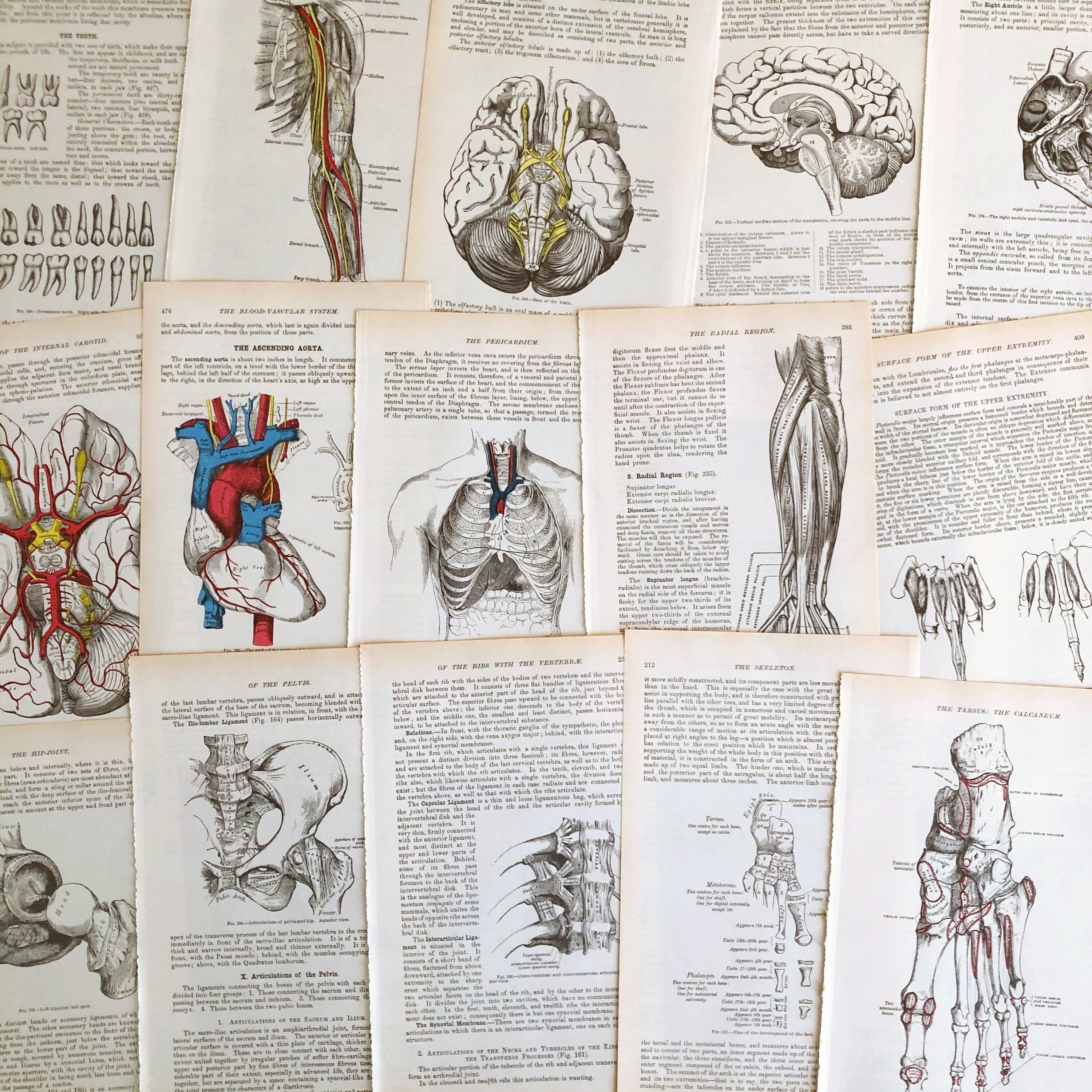 Vintage Medical Illustrations Vintage Grays Anatomy - Etsy