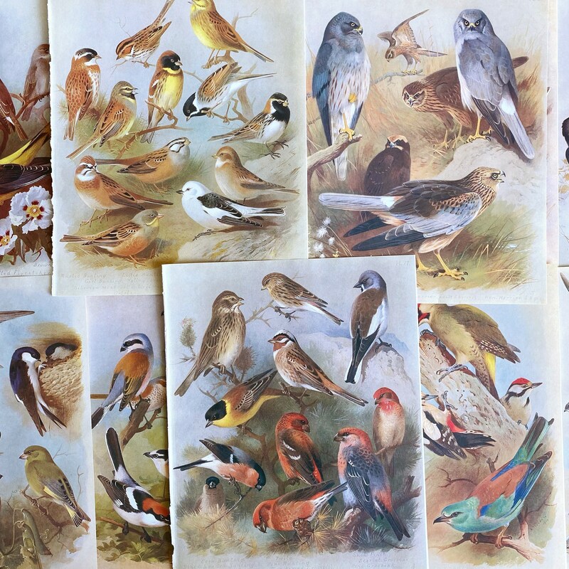 Vintage Bird Book - Etsy