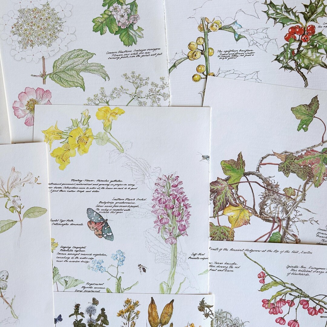 Vintage Nature Journal Sketches, Vintage Botanical Illustrations - Etsy