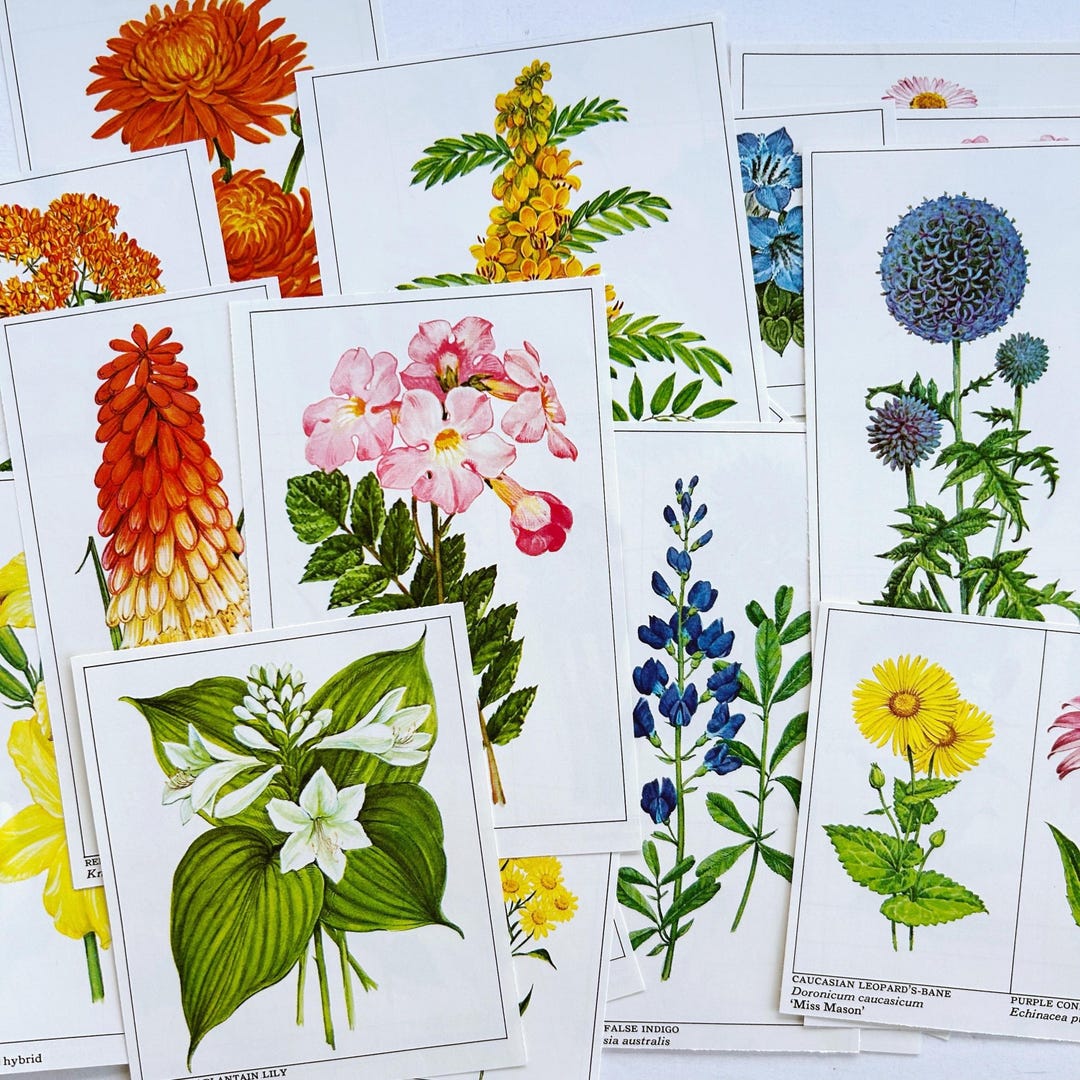 Vintage Perennial Flower Ephemera, Flower and Nature Ephemera for Junk ...