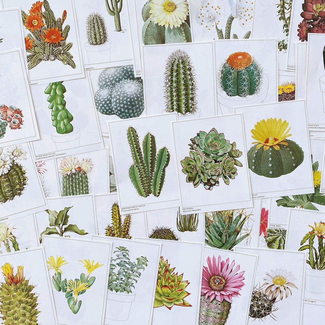 Cactus and Succulent Ephemera, Flower and Nature Ephemera for Junk ...