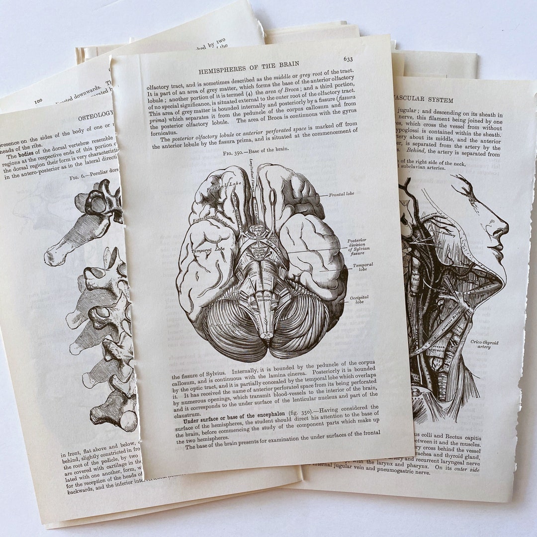 Vintage Medical Illustrations, Vintage Grays Anatomy Illustrations ...