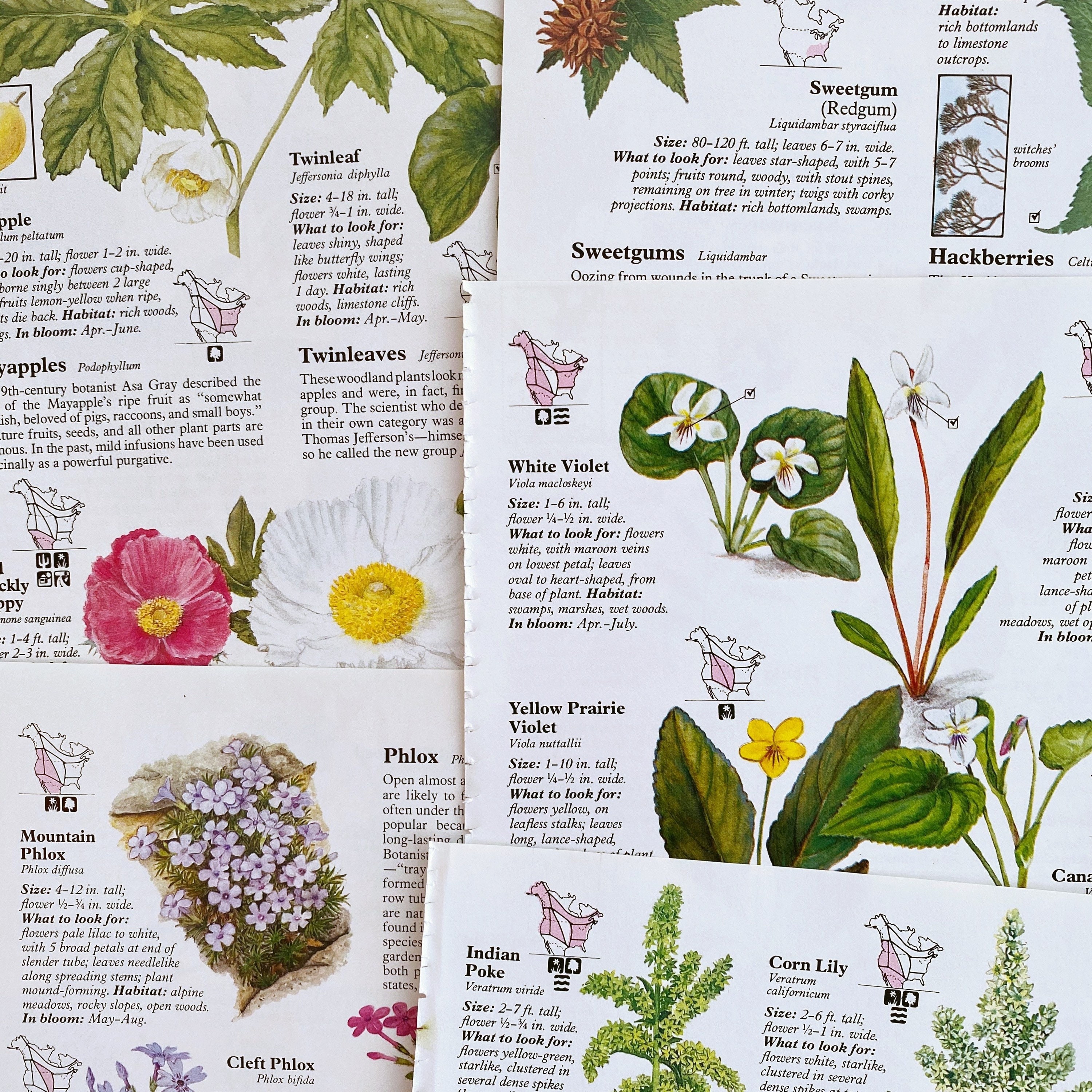 Vintage botanical illustration pages for junk journals smash | Etsy