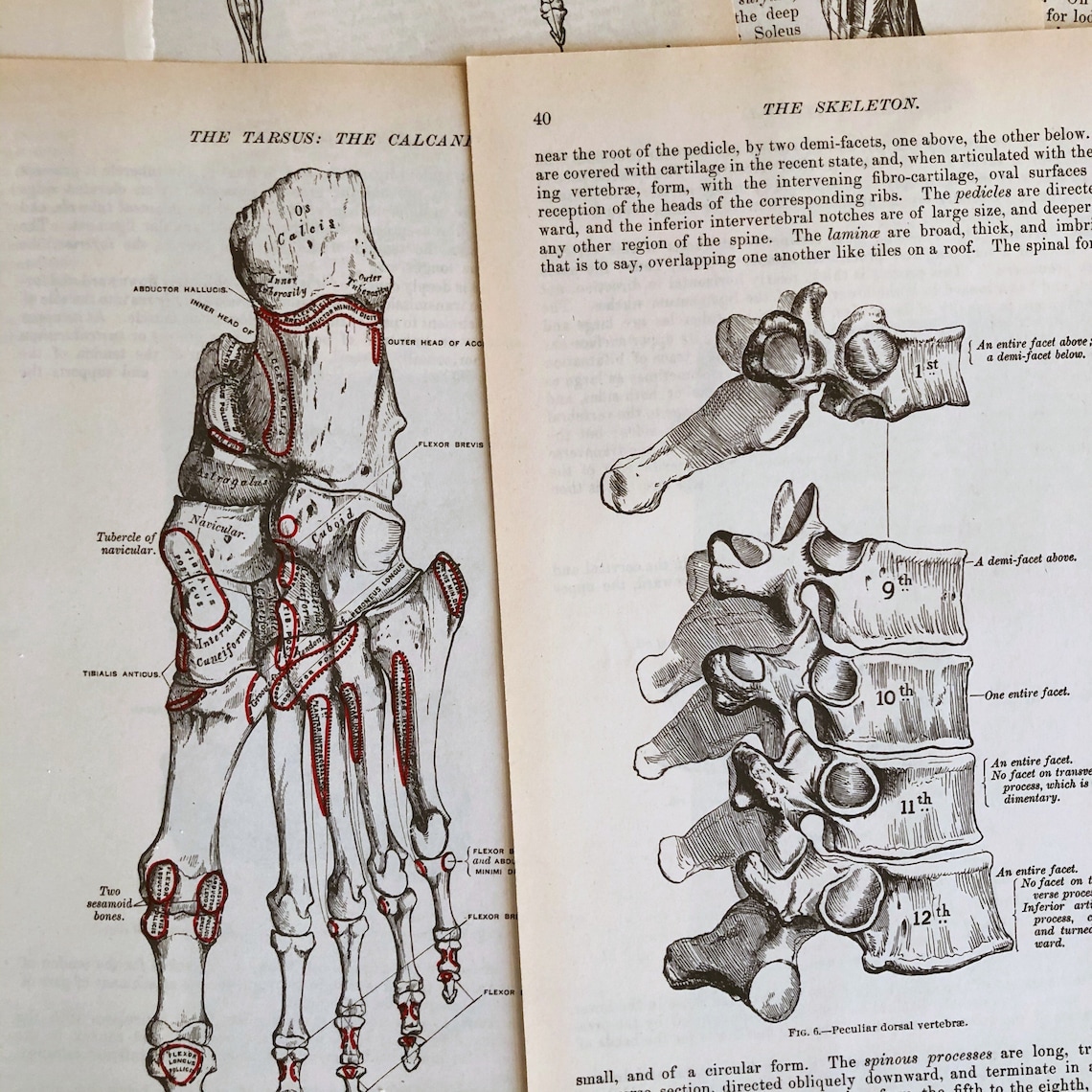 Vintage Medical Illustrations Vintage Grays Anatomy - Etsy