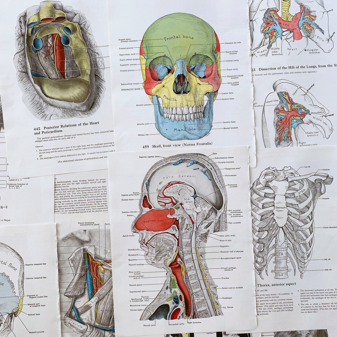 Vintage Anatomy Illustrations: Antique Medical Plates for Crafting - Etsy