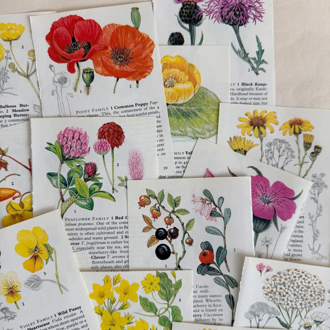 Vintage Wildflower Botanical Pages, Field Guide Illustrations for ...