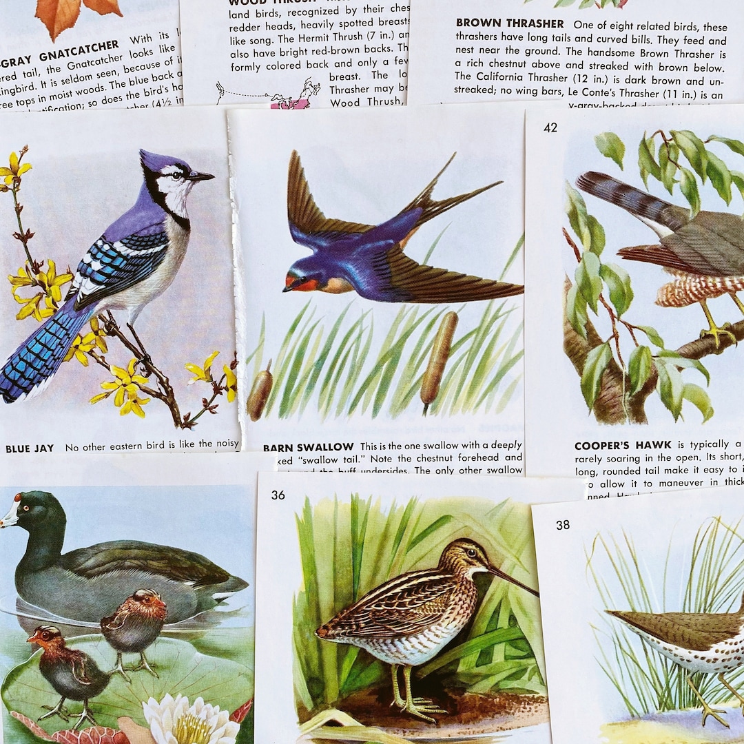 Vintage 1956 Bird Field Guide Ephemera for Junk Journals, Smash Books ...