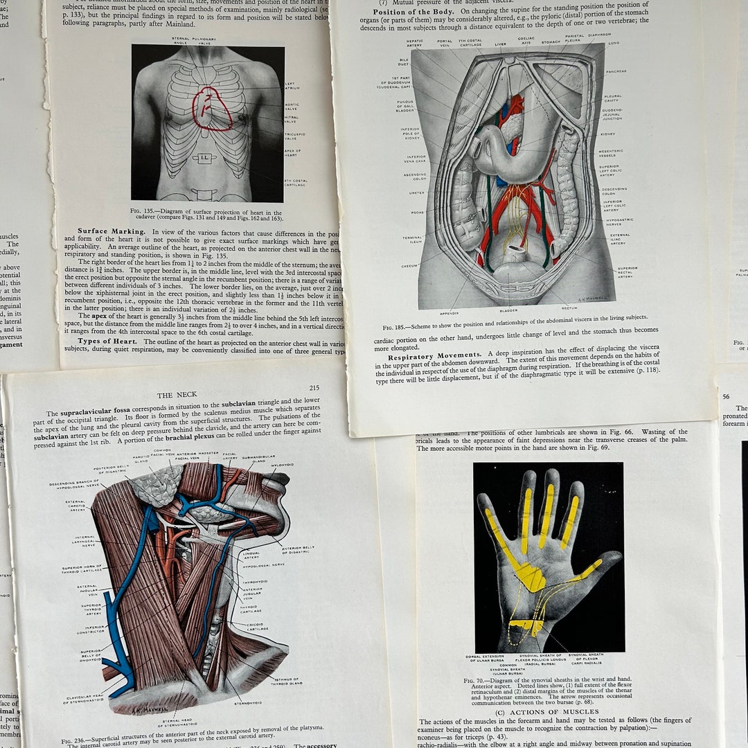 1949 Antique Medical Illustrations, Antique Medical Textbook ...