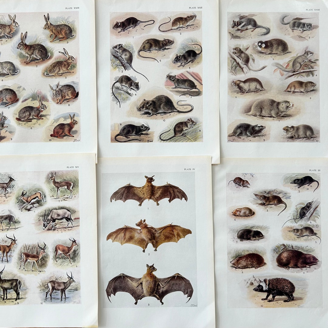 1951 Vintage Mammals of South Africa - Etsy