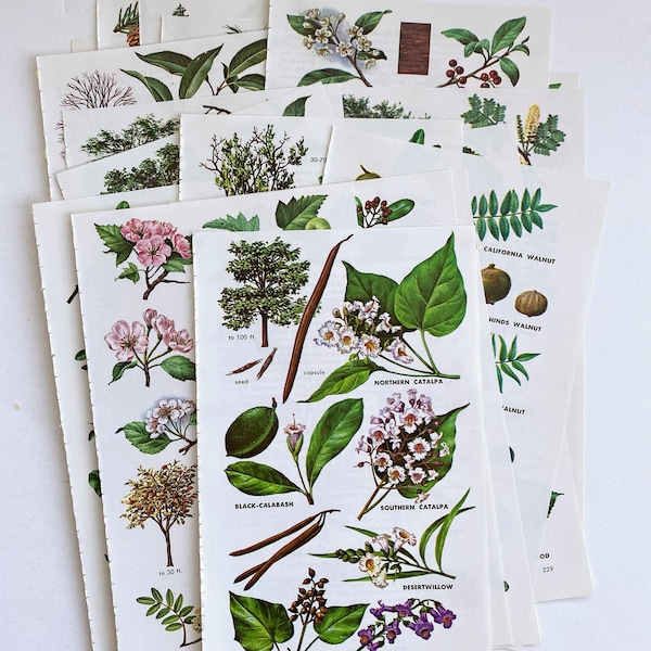 Vintage Tree Field Guide Illustrations - Etsy