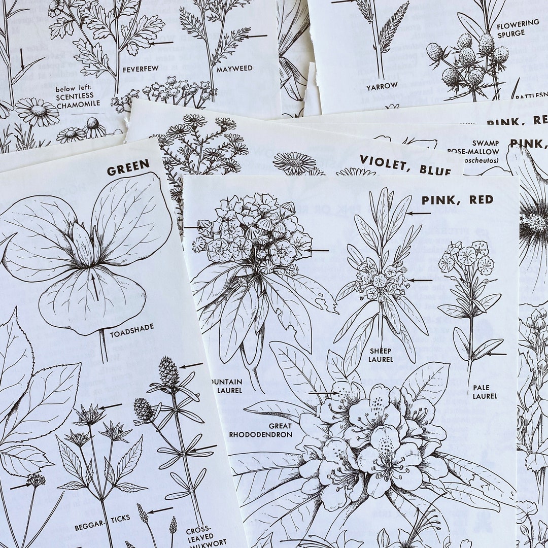 Vintage Botanical Black and White Wild Flower Plates - Etsy