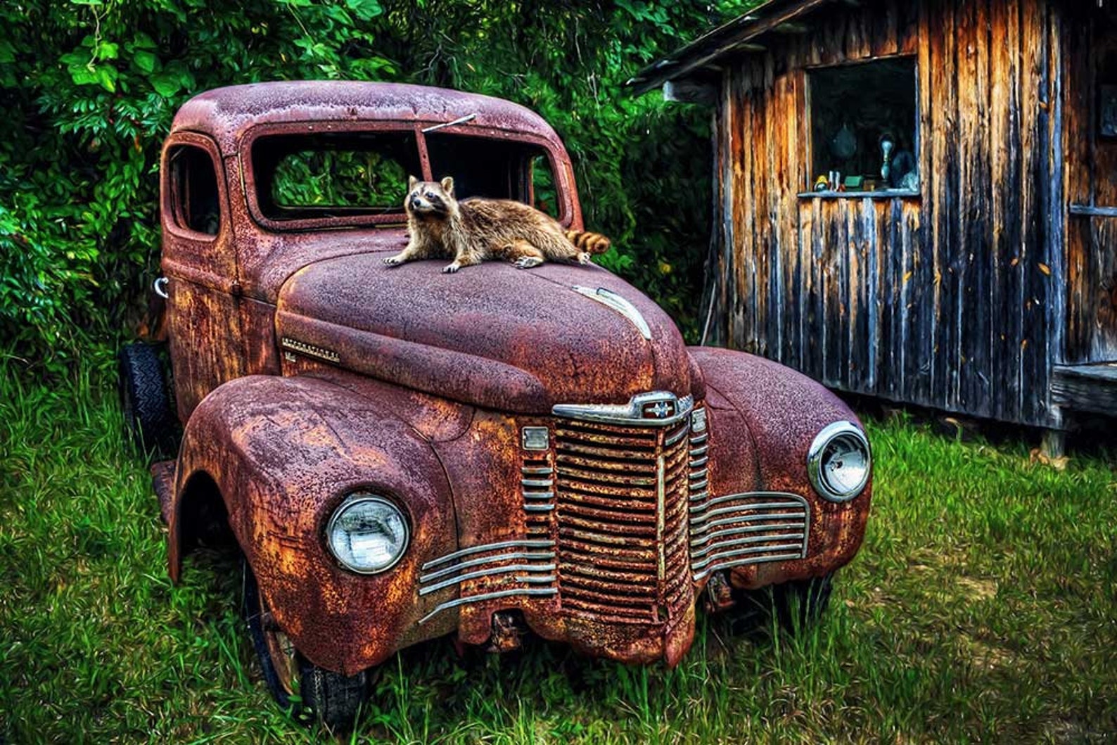 Title rocky's Rust Bucket Raccoon Vintage - Etsy