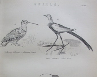 Jacana - Etsy España