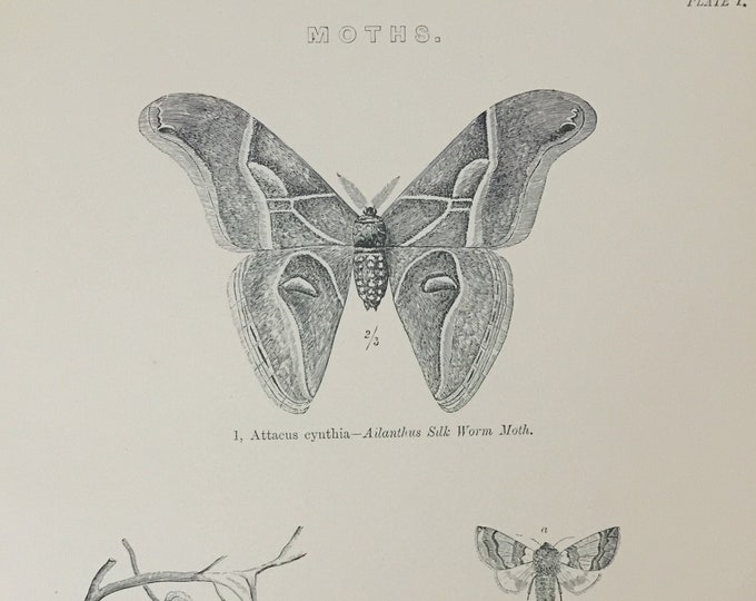 Antique Print 1870's Moths Engraving Insects Silk Worm & Wood Leopard ...