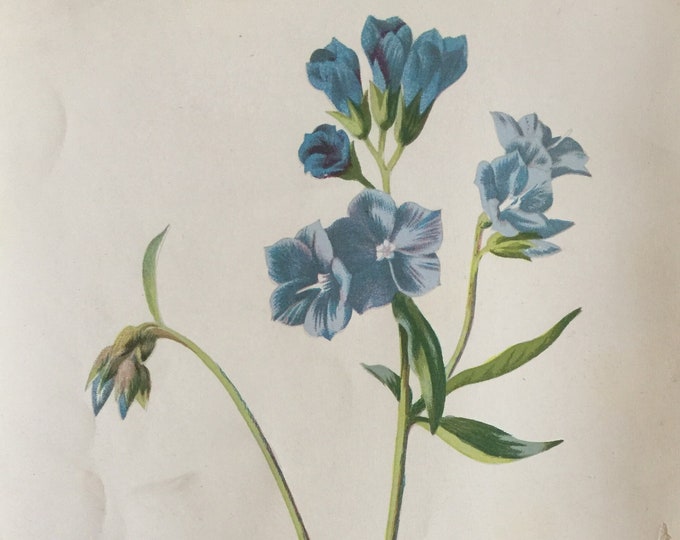 Antique Print Dated 1880's Greek Valerian Garden Flower Botanical ...