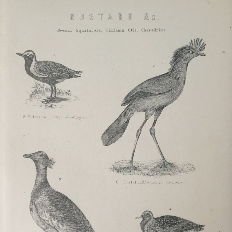 Bird Engraving - Etsy