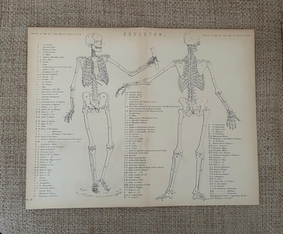 Antique Skeleton Engraving Print | 1870s Double Page Fold Out ...