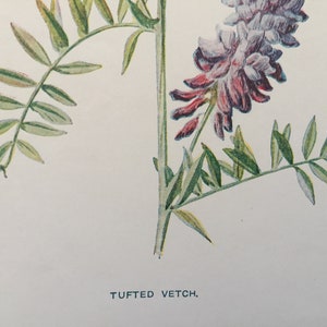 Antique Print Dated C1900's Tufted Vetch Flower Botany Botanical Wild ...