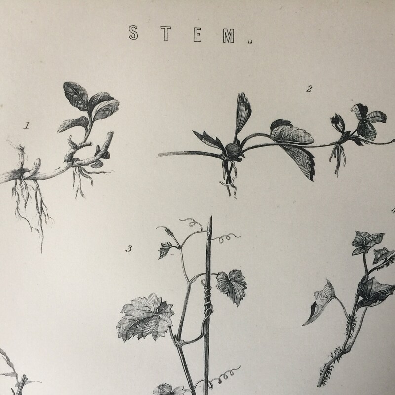 Plant Engraving - Etsy