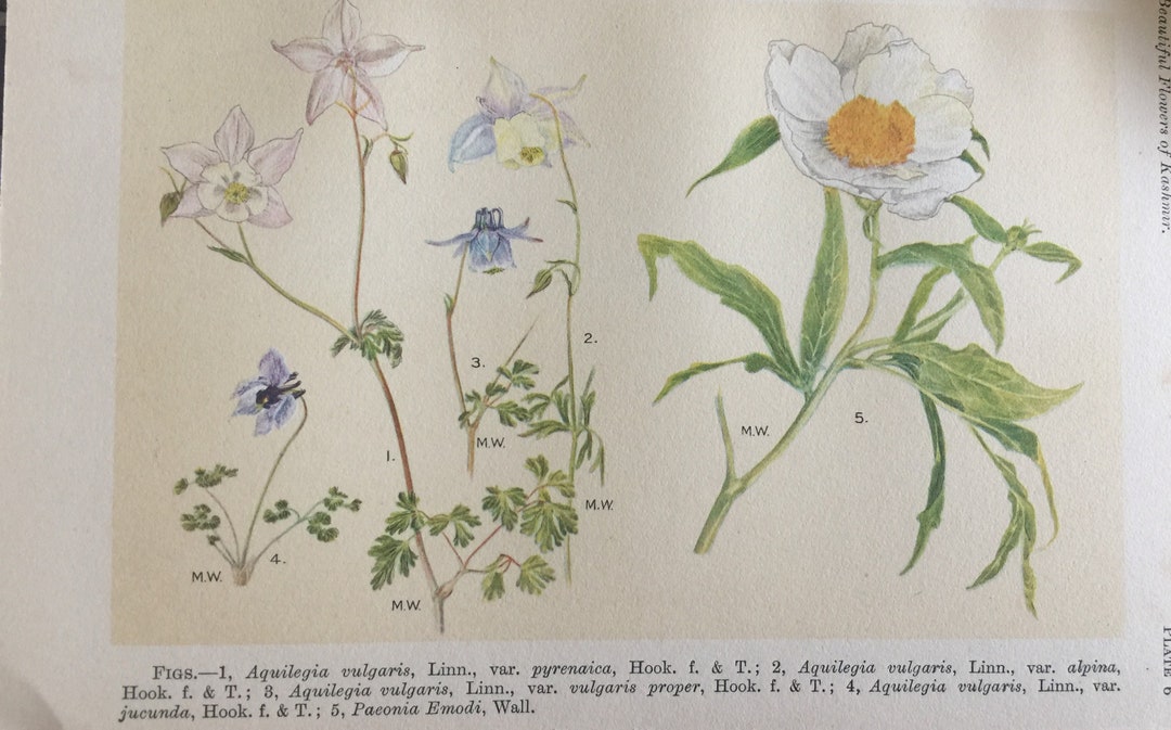 Antique Botanical Print | Columbine • Himalayan Peony | 1928 Indian ...