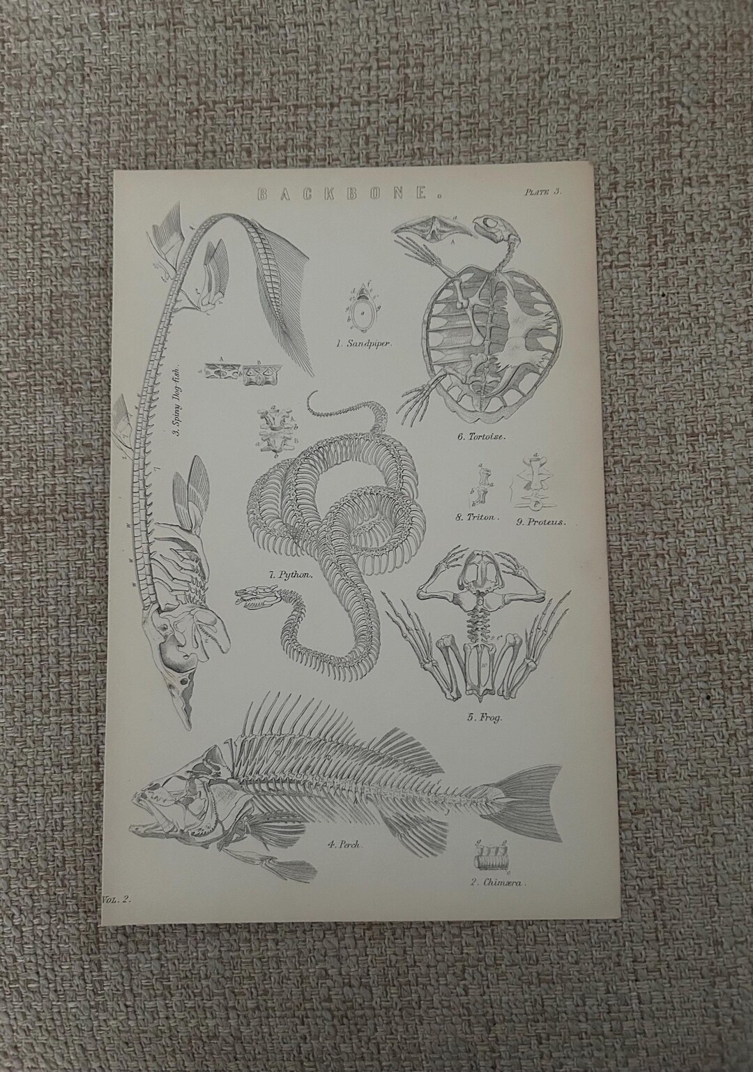 Antique Print C1870s | animal Skeleton Engraving | perch Python ...