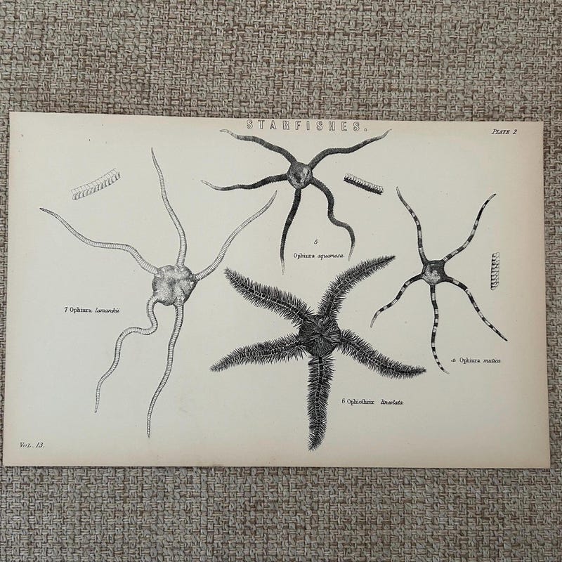 Victorian Sea Creatures - Etsy UK