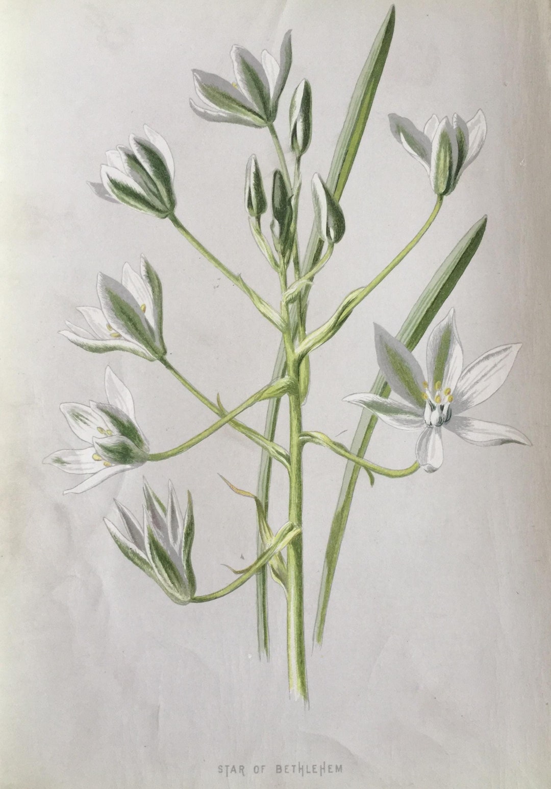 Antique Print Dated 1880's Star of Bethlehem Garden Flower Botanical ...