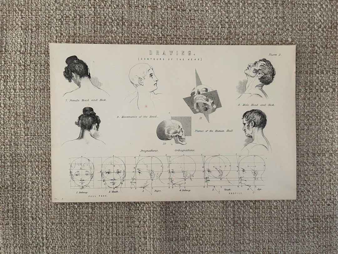 Antique Print – Contours of the Head C1870s | Victorian Skull & Neck ...
