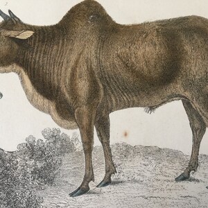Antique Print Dated C1850 Zebu Male & Female Hand Coloured Engraving ...