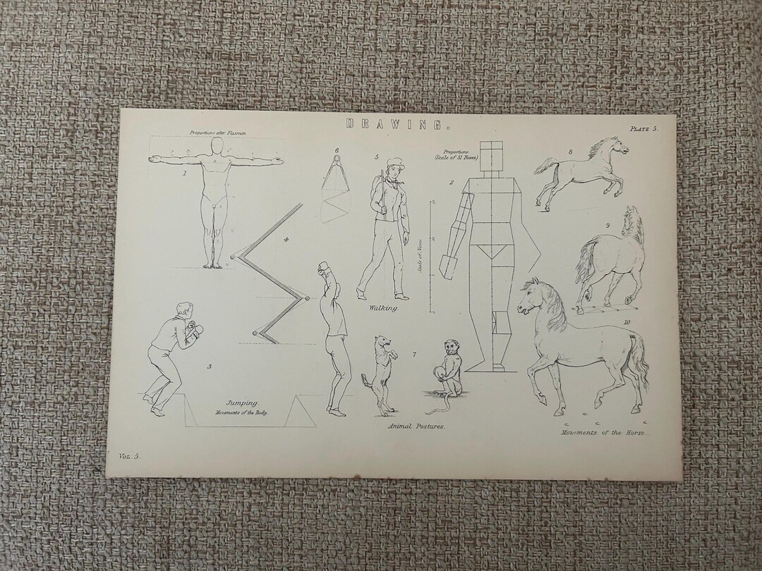 Antique Print – Horse Movements & Animal Postures C1870s | Drawing ...