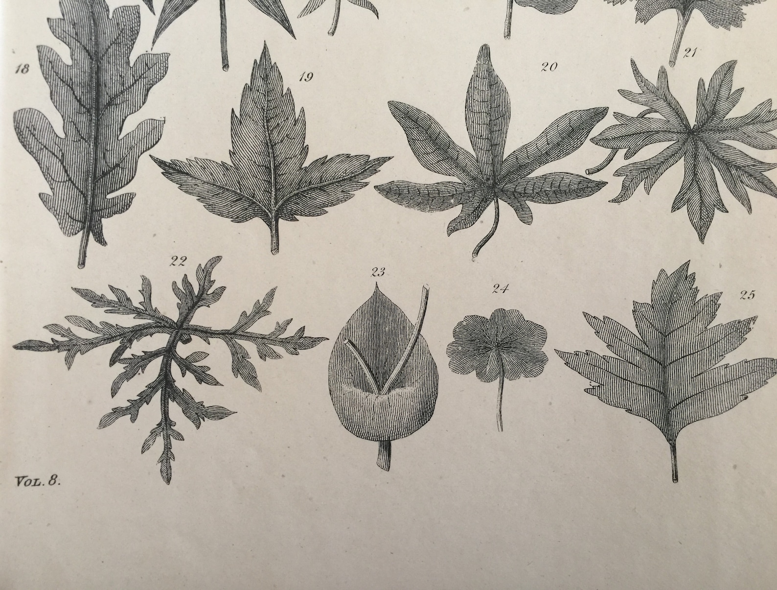 Antique Print Dated C1877 Leaf Engraving Botanical Botany Art - Etsy