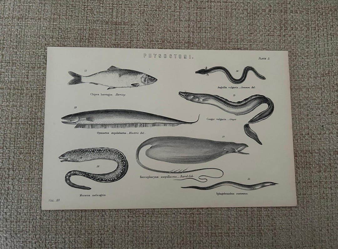 Antique Print C1870s | Physostomi Engraving | Herring Conger Electric ...