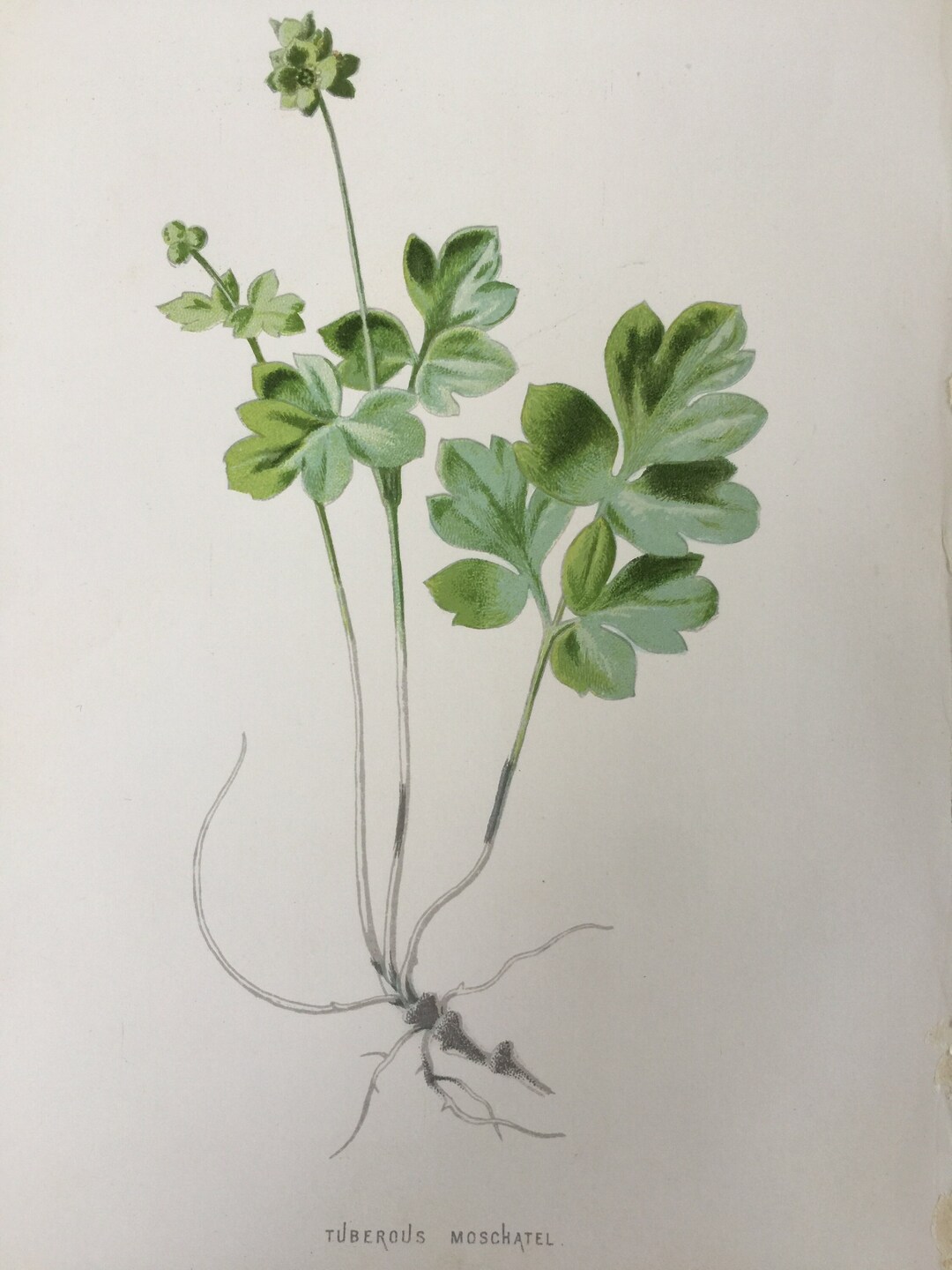 Antique Print Dated C1880s Tuberous Moschatel Wild Flower Botanical ...