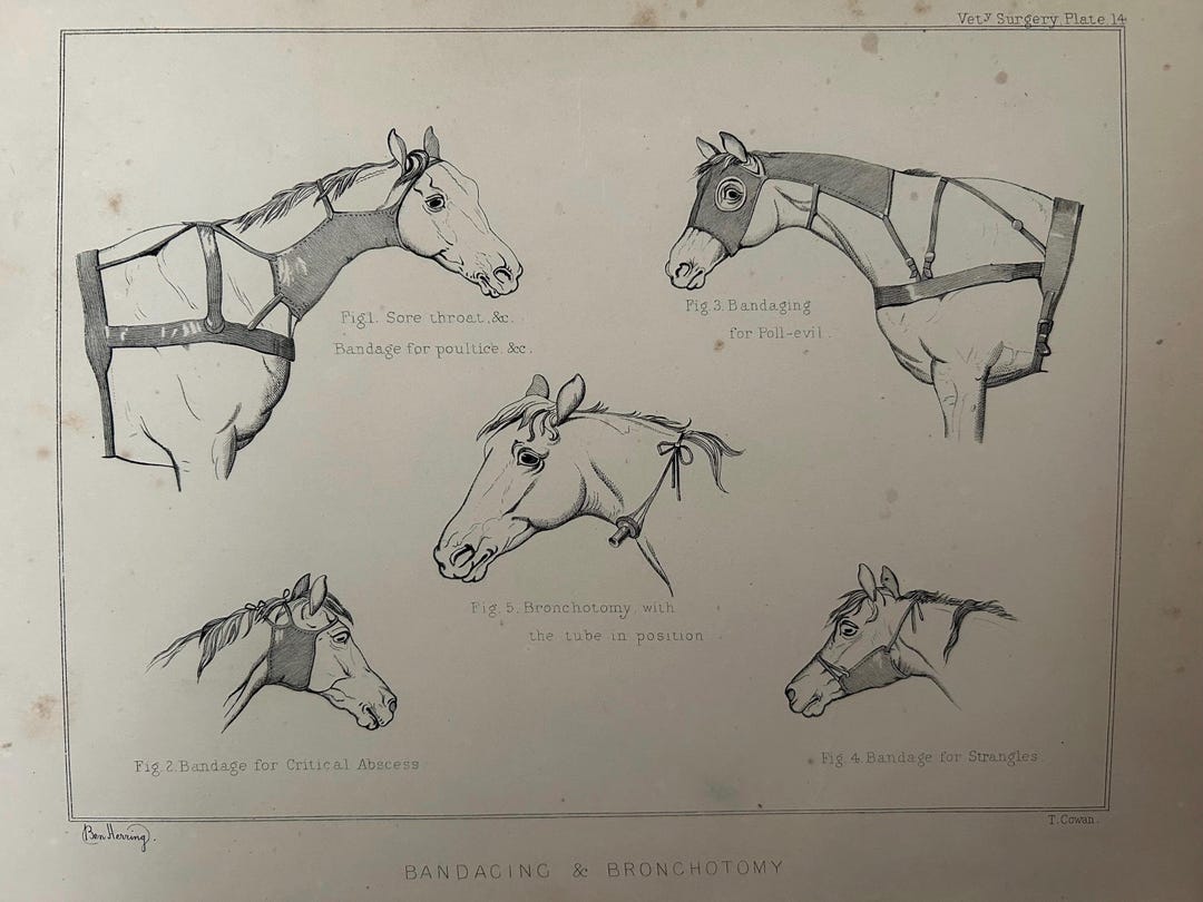 Antique Horse Surgery Print C1880 | Bandaging & Bronchotomy ...