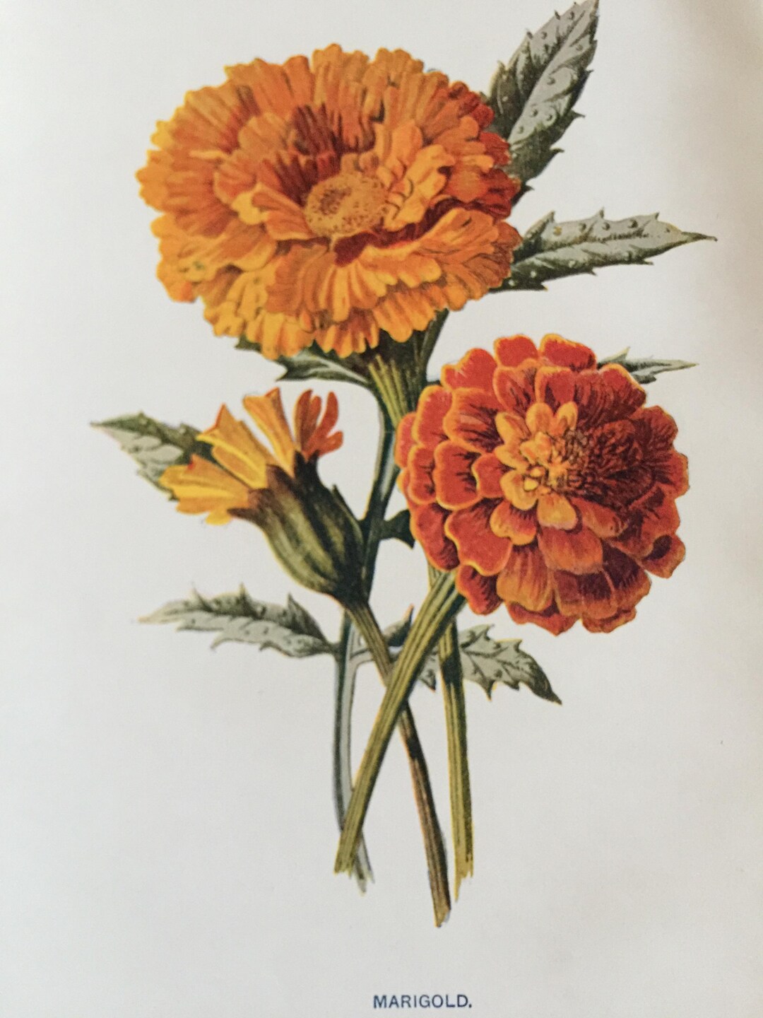 Antique Print Marigold Flower Garden Flowers Botany Dated C1900's - Etsy
