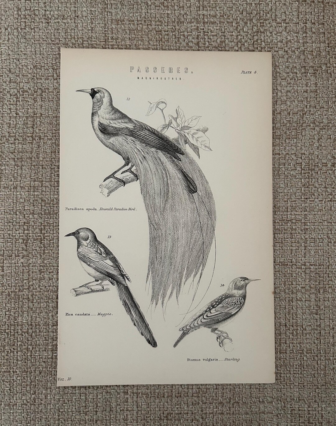 Antique Print C1870s | Bird Engraving | Emerald Paradise Bird Magpie ...
