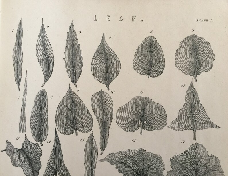 Antique Print Dated C1877 Leaf Engraving Botanical Botany Art Picture ...