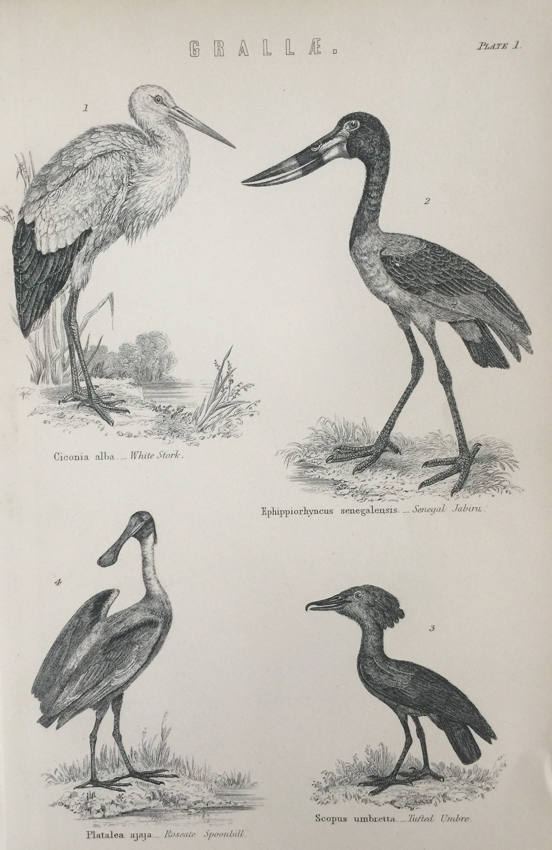 Antique Print C1870's Grallae Engraving White Stork Senegal Jabiru ...