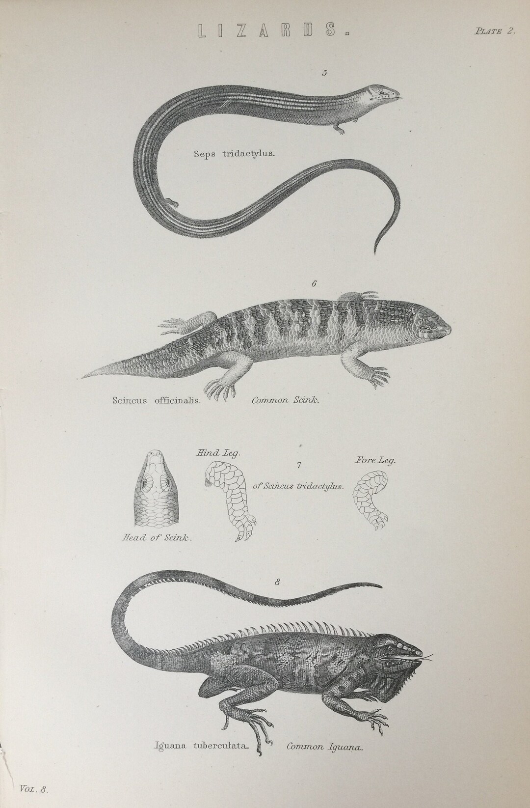 Antique Print Dated C1870's Lizards Engravings Seps Tridactylus Common ...