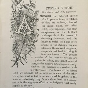 Antique Print Dated C1900's Tufted Vetch Flower Botany Botanical Wild ...