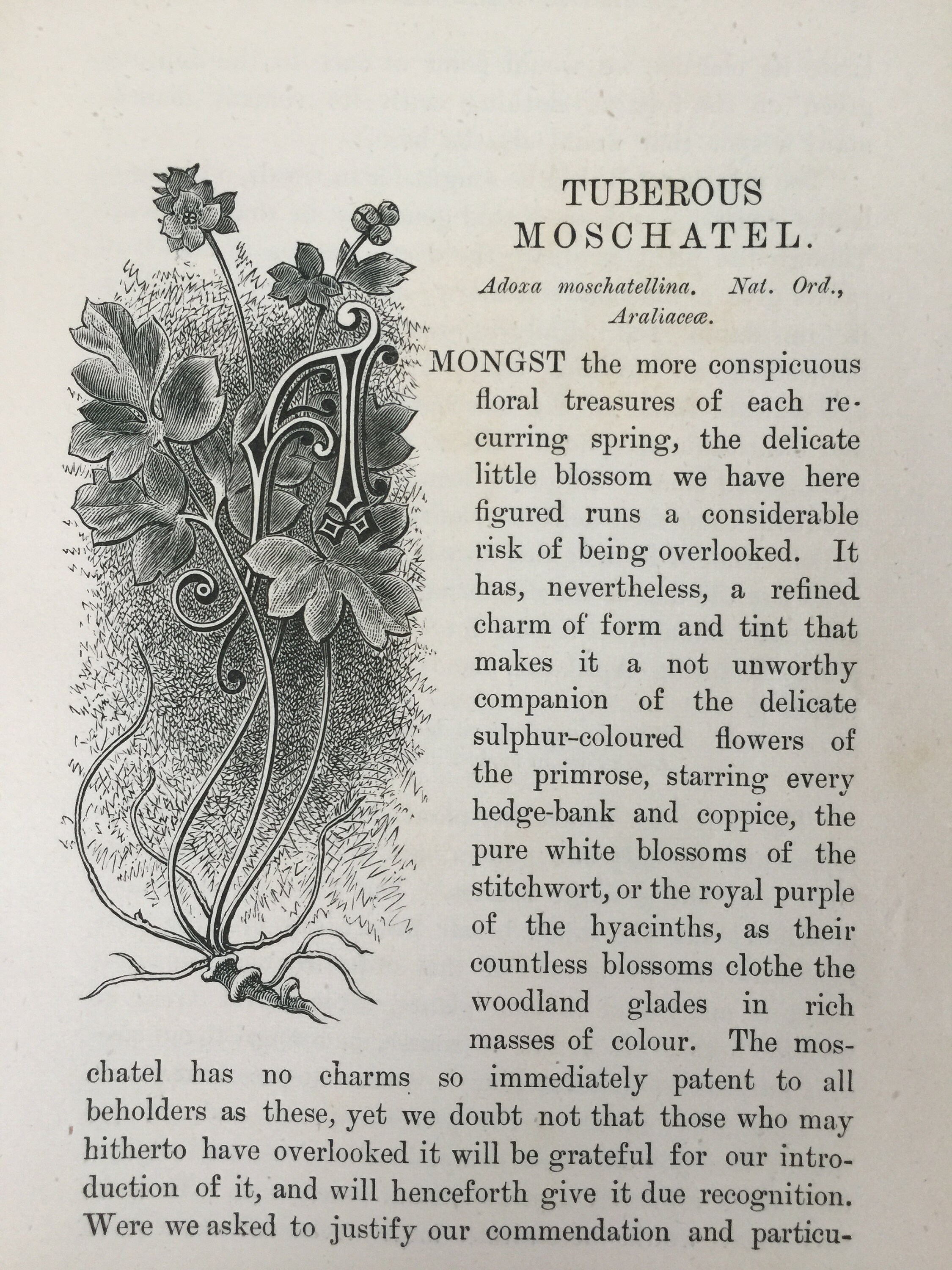 Antique Print Dated C1880s Tuberous Moschatel Wild Flower - Etsy