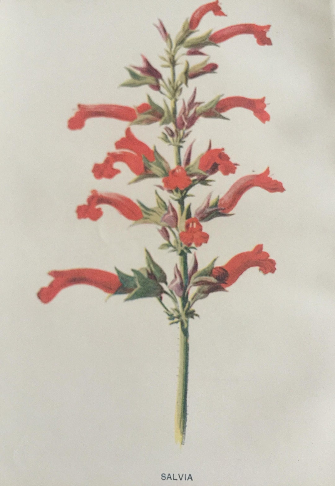 Antique Print Salvia Flower Dated C1880's Garden Flowers Botany ...