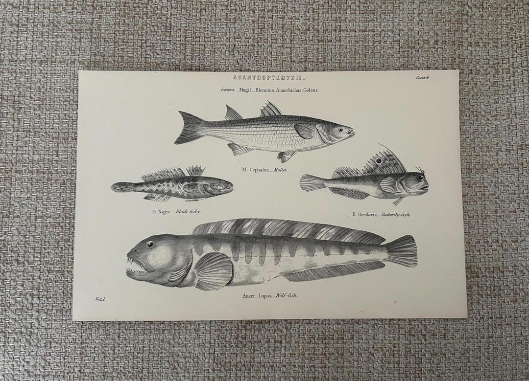 Antique Print C1877 | Acanthopterygii Engraving | Mullet Black Goby ...