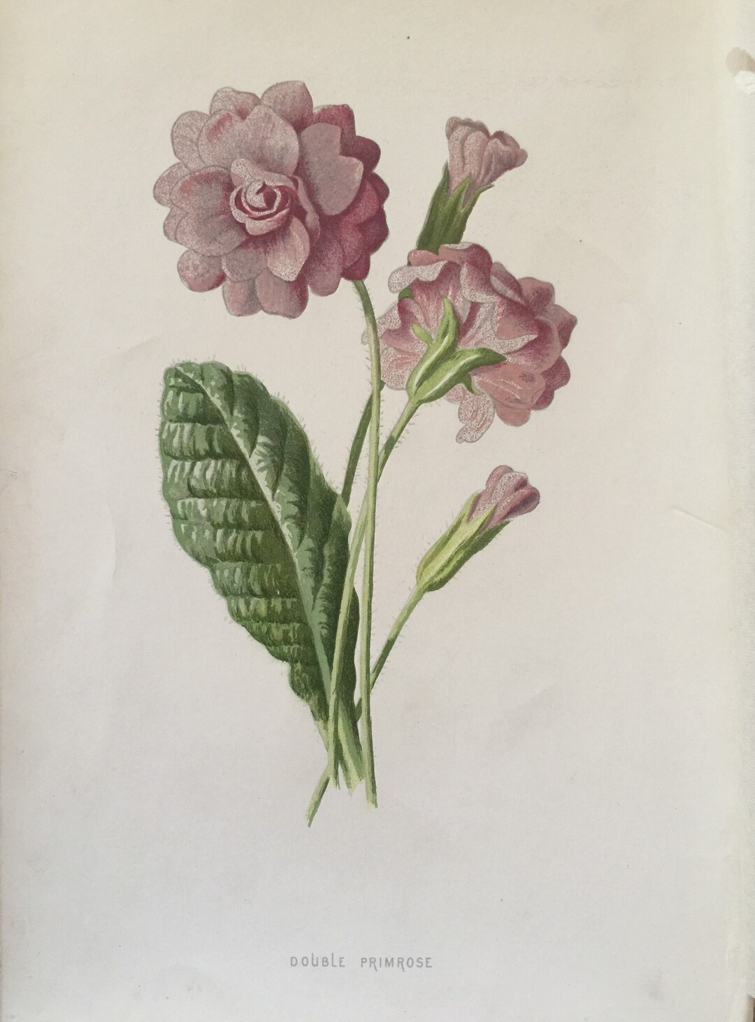 Antique Print Dated 1880's Double Primrose Garden Flower Botanical ...