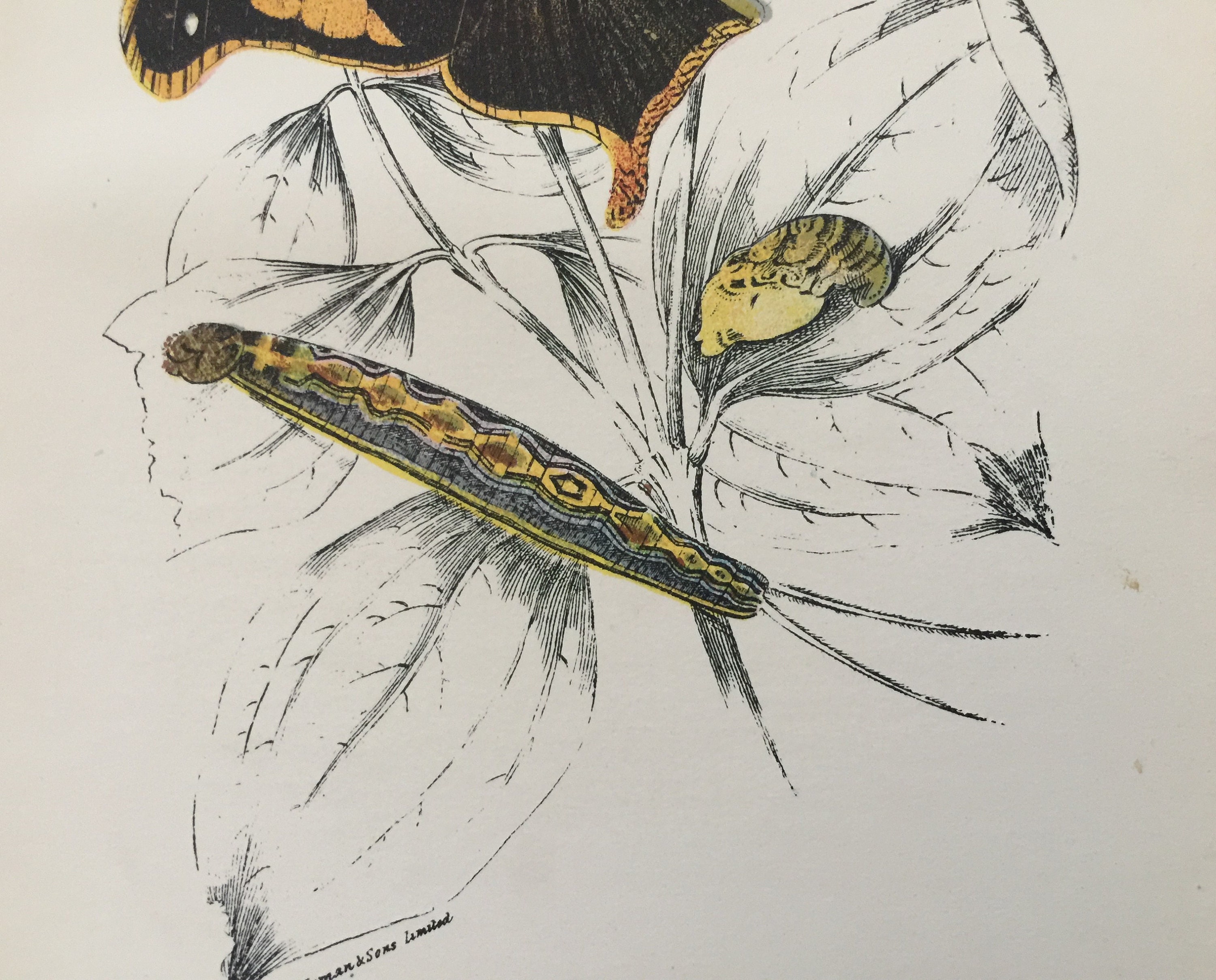 Etchings & Engravings Prints Antique Print Dated 1896 Butterflies ...