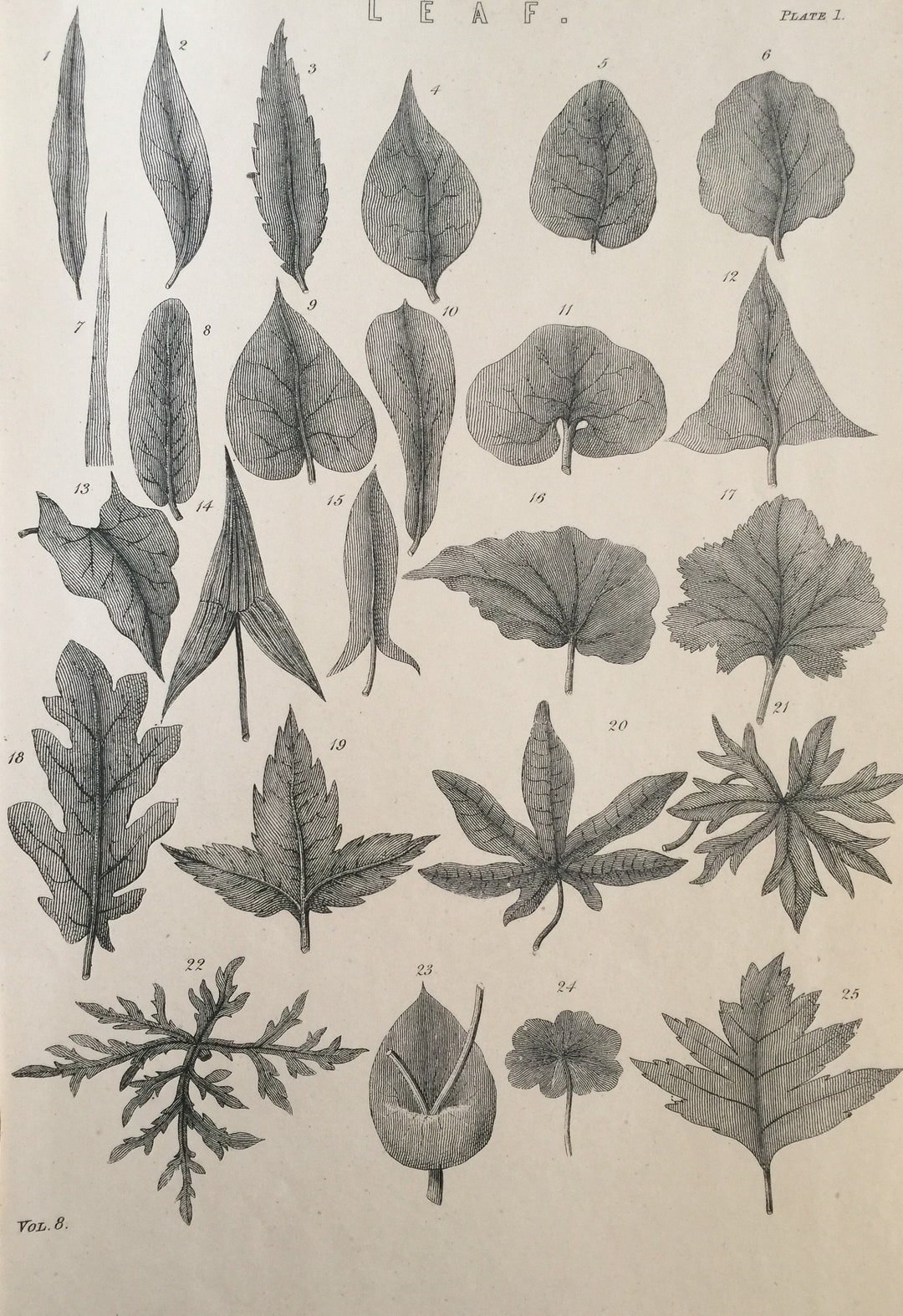 Antique Print Dated C1877 Leaf Engraving Botanical Botany Art Picture ...