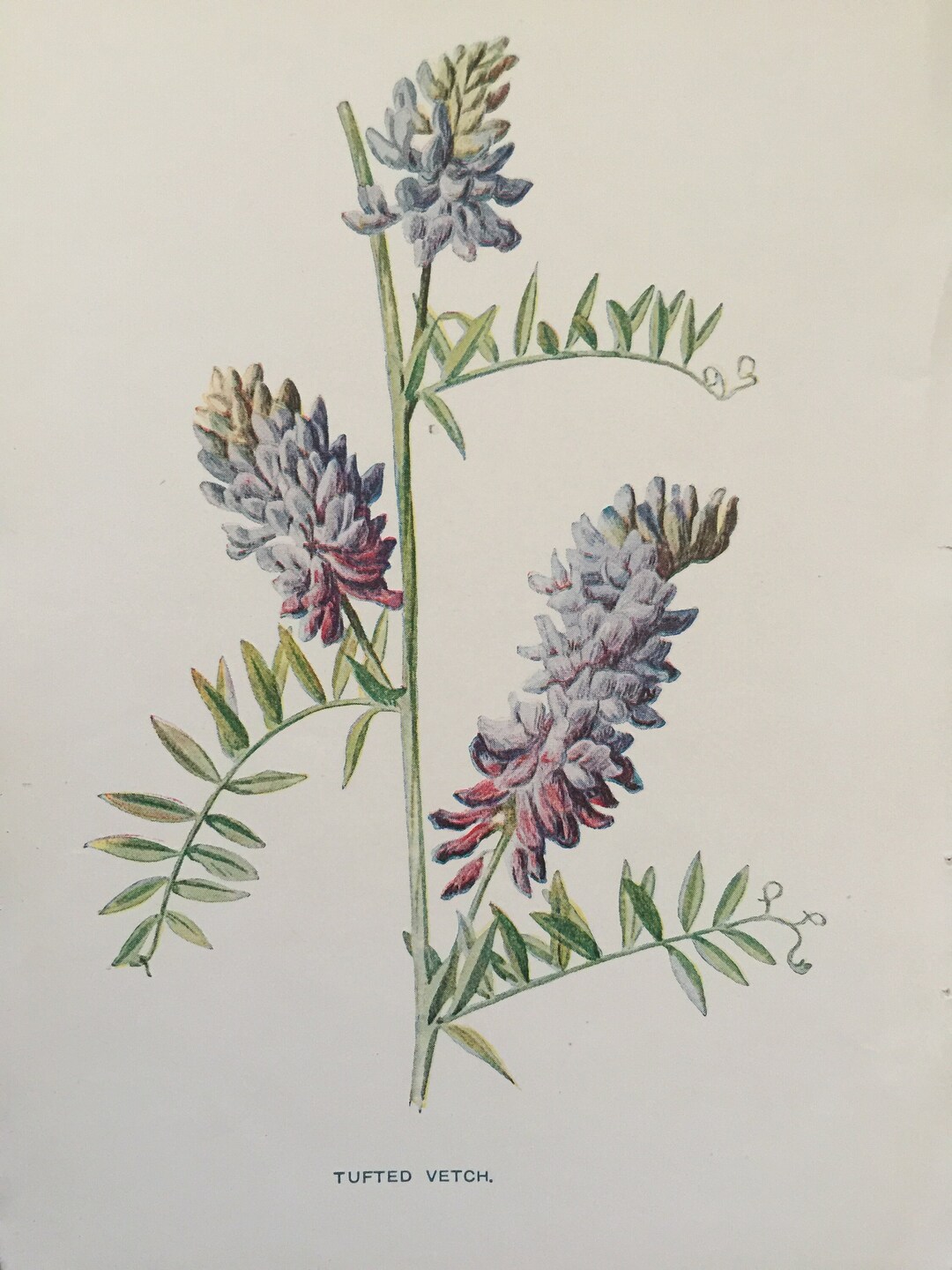 Antique Print Dated C1900's Tufted Vetch Flower Botany Botanical Wild ...