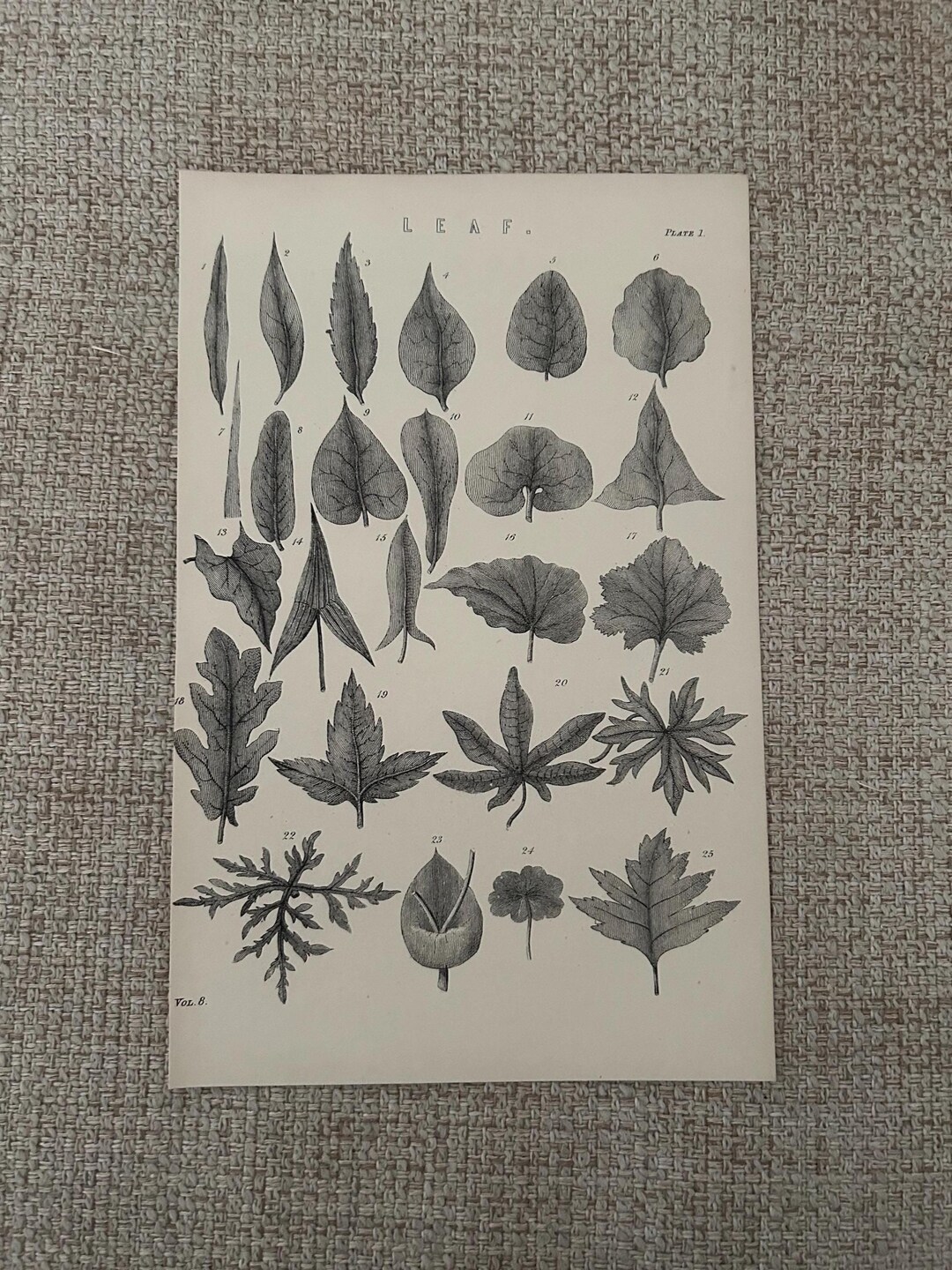Antique Print C1877 | Leaf Engraving Botanical | Victorian Botany Art ...